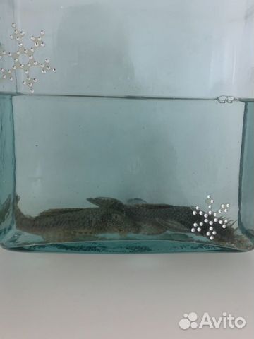 Отдам бесплатно 2-х Сомиков, размер 10-11 см