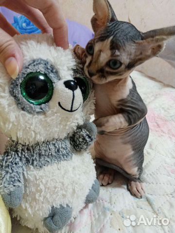 Продам котёнка канадский сфинкс, девочка родилась