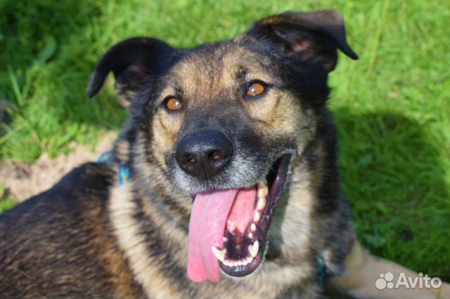 Дези – открытая книга. Собака в добрые руки