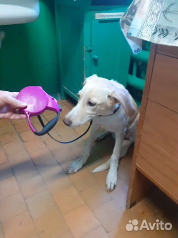 Чья потеряшка