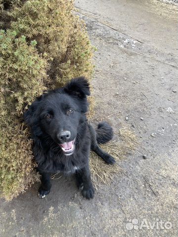 Бельгийская овчарка