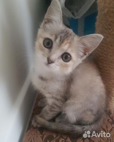 Милый котенок в добрые руки
