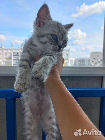 Британские котята