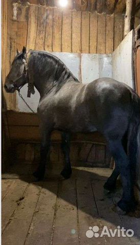 Жеребец 170см в холке