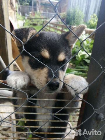 Собака в добрые руки щенок