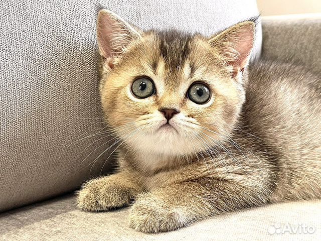 Золотые котики Плюшевые и Хайленд