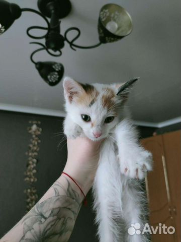 Котенок девочка в добрые руки