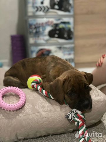 Щенок немецкого боксера