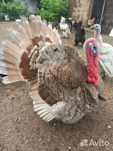 Индюк голубой