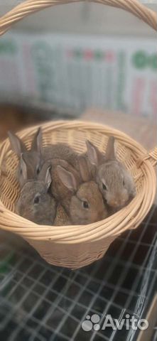 Кролики на откорм, так же декоративные