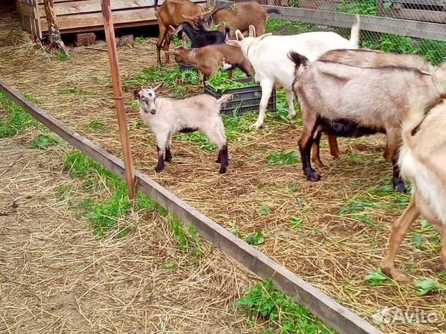 Козочки и козлики чехи