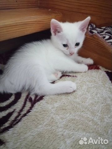 Немой котенок