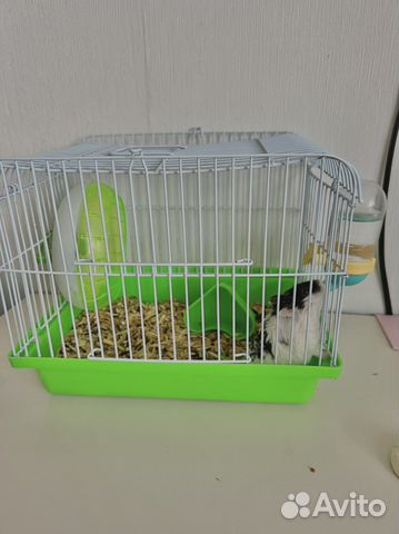 Джунгарский хомяк