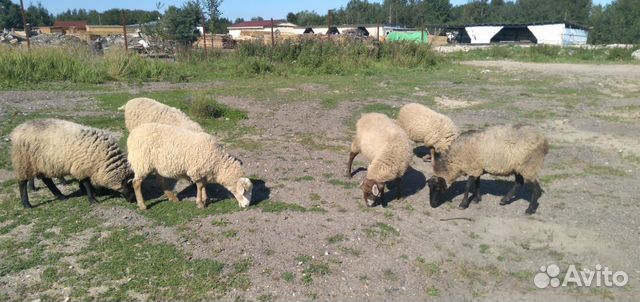 Овцы бараны