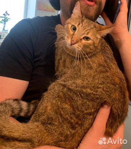 Кошечка которая принесет счастье