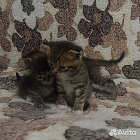 Смесь британки котята в добрые руки