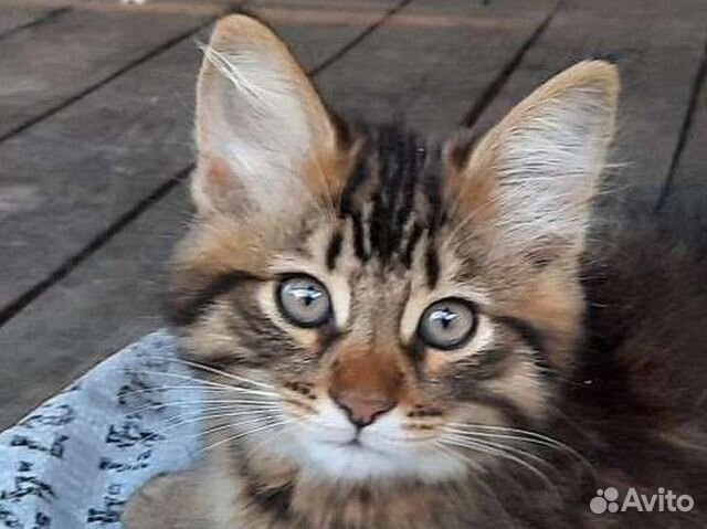 Котик Чаузи F4