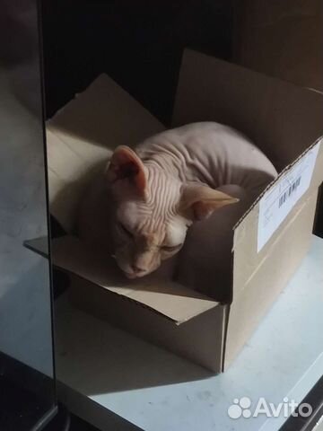 Кошка сфинкс бесплатно