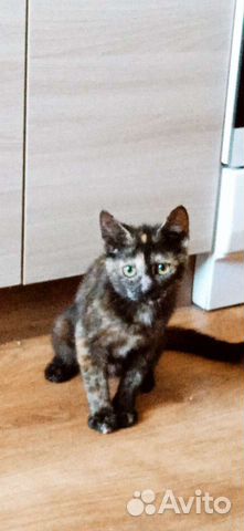 Котенок девочка, 2 месяца, в дар бесплатно