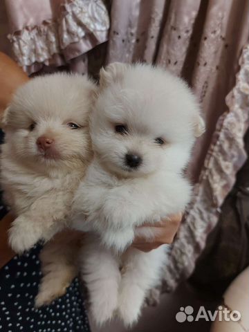 Щенки померанского шпица