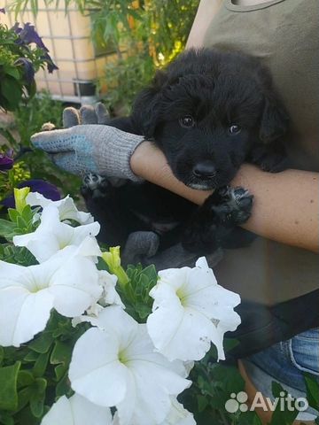 Щенки в частный дом, в семью