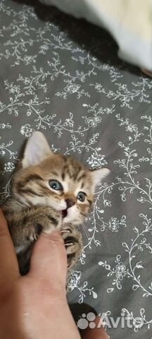 Котята шотландцы метисы