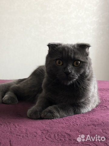 Кот на вязку