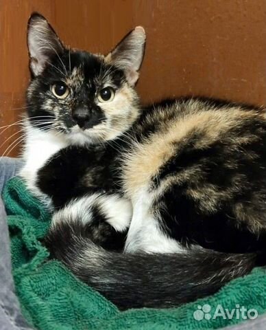 Милая девочка Хася