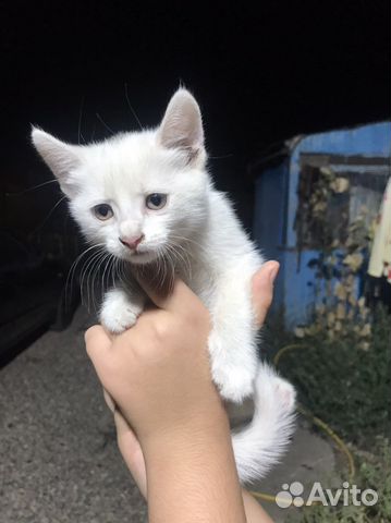 Котята в добрые руки даром