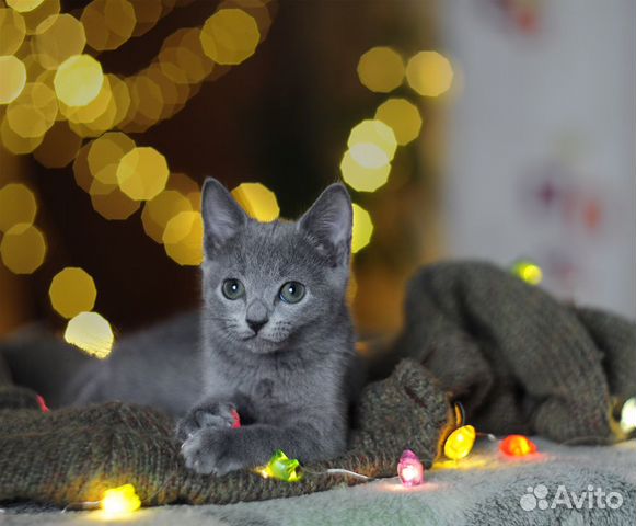 Котёнок русская голубая, девочка
