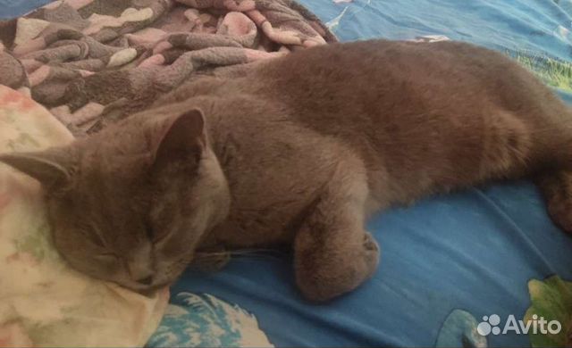 Кошка в дар (за шоколадку)