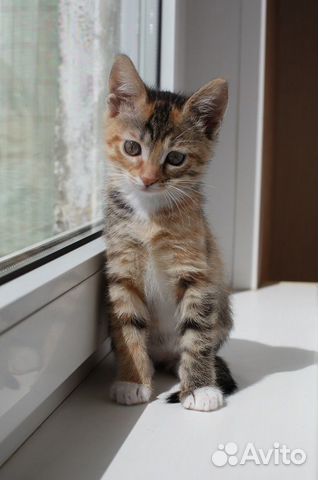 Трехцветная кошечка