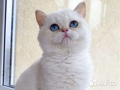 Голубоглазый блондин