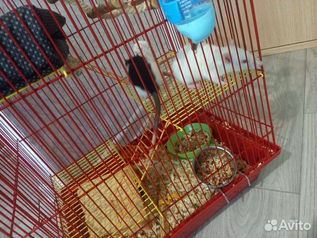 Крысы с клеткой