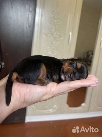 Мини йорк, щенки