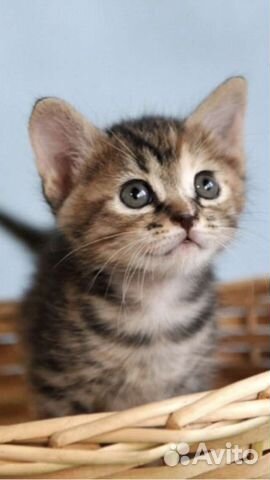 Кошечка 2.5 месяца