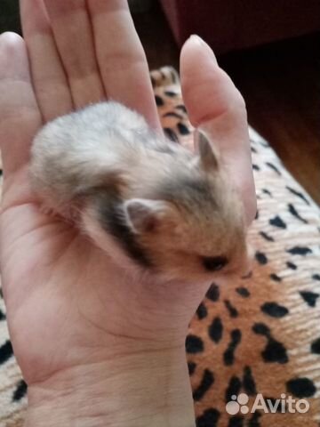 Хомечата ищут новый дом