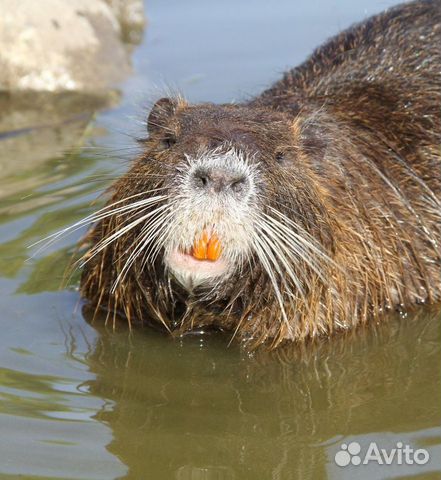 Продам молодняк нутрии