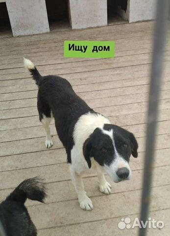 Собака Донна Роза