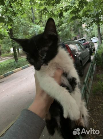 Слепой котенок на улице