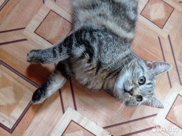 Кошечка 3,5м