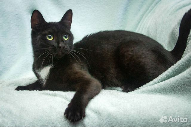 Малышка Дейзи в дар