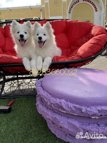 Самоедская лайка