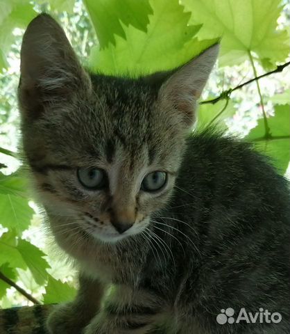 Котенок Тайге (тигр) мальчикв дар