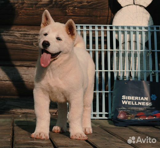 Белая американская акита
