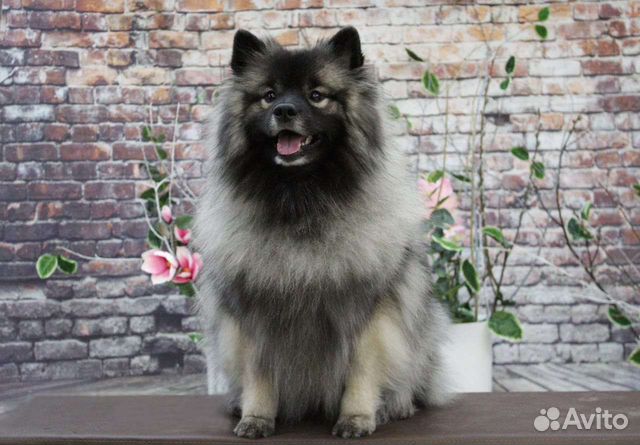 Вольфшпиц/кеесхонд