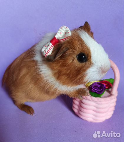 Морские свинки