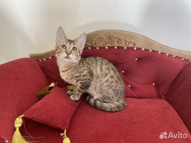 Египетская мау кошечка Фантьен