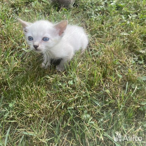 Кошка