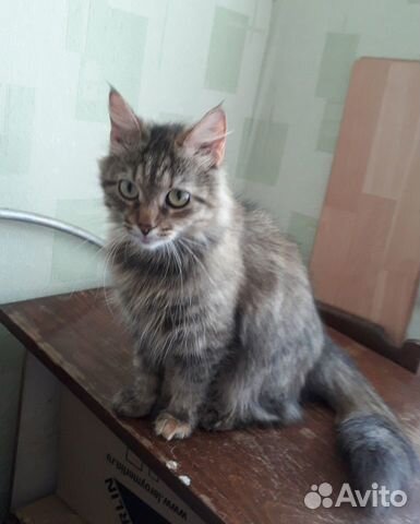 Сиротинку выгнали из дома